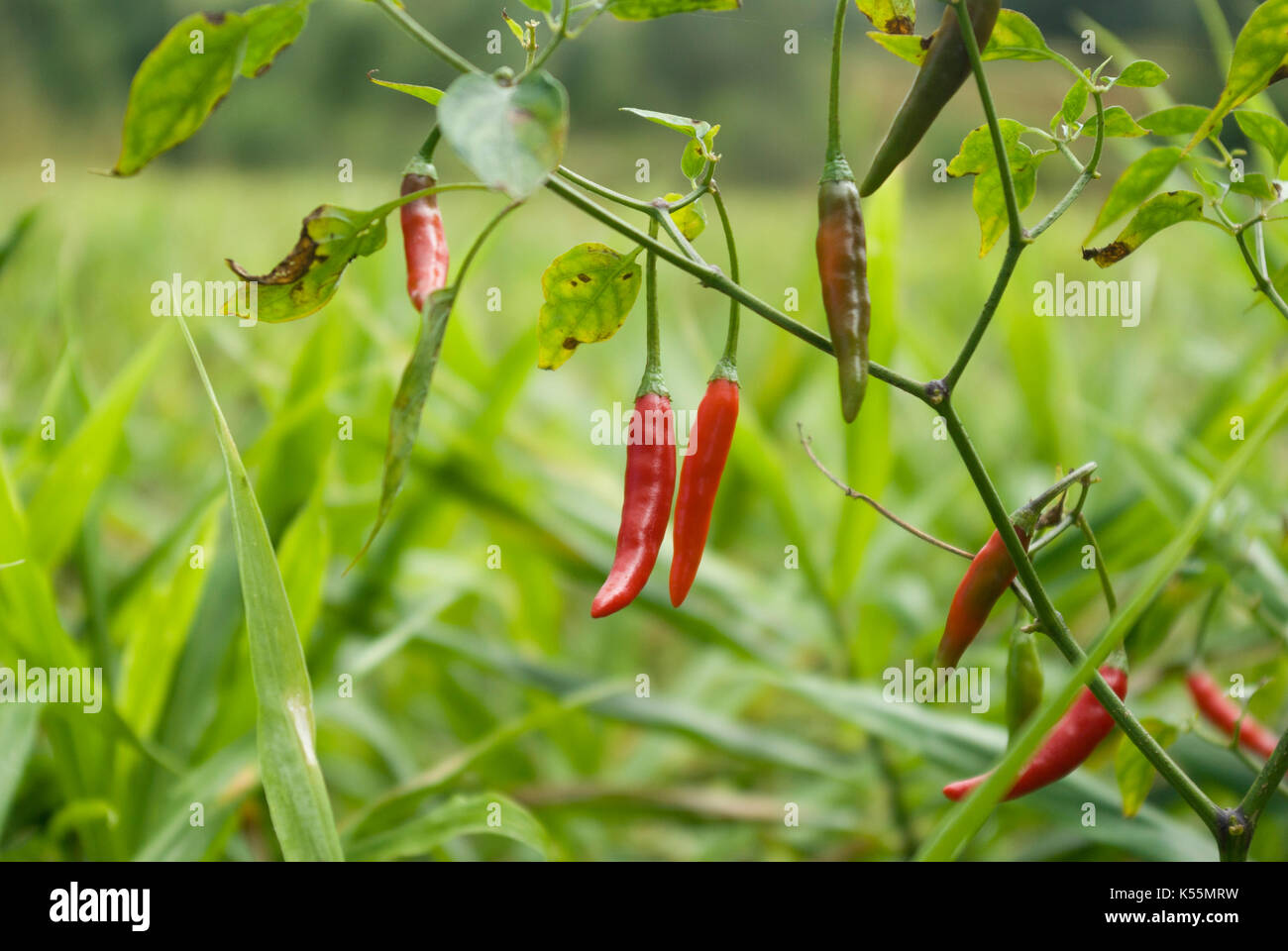 Red chillies growing on farm in the Shan State, Burma, Myanmar, Asia ...