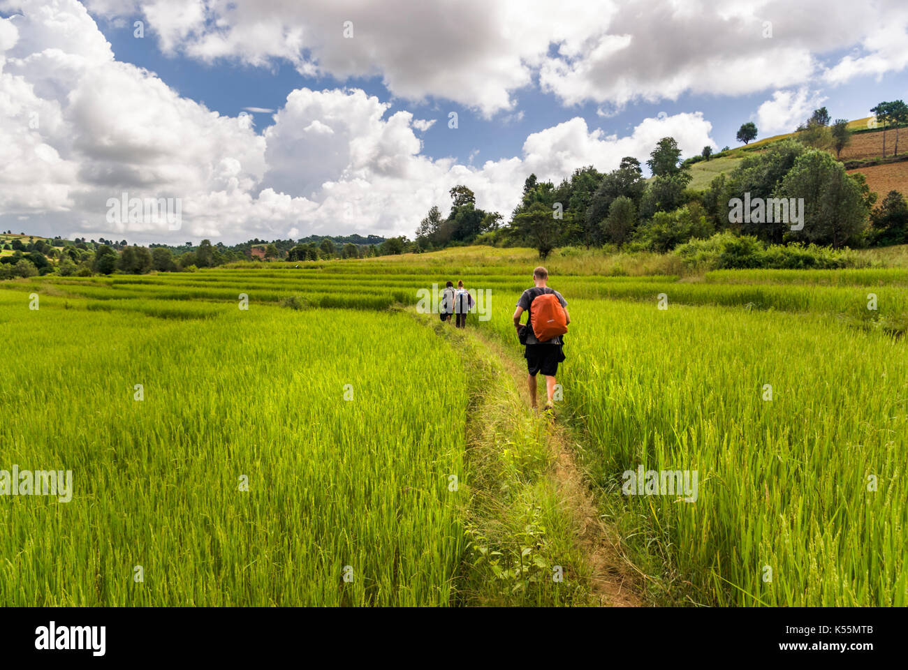 Tourists walking through rice paddy field, Shan State, Burma, Myanmar ...