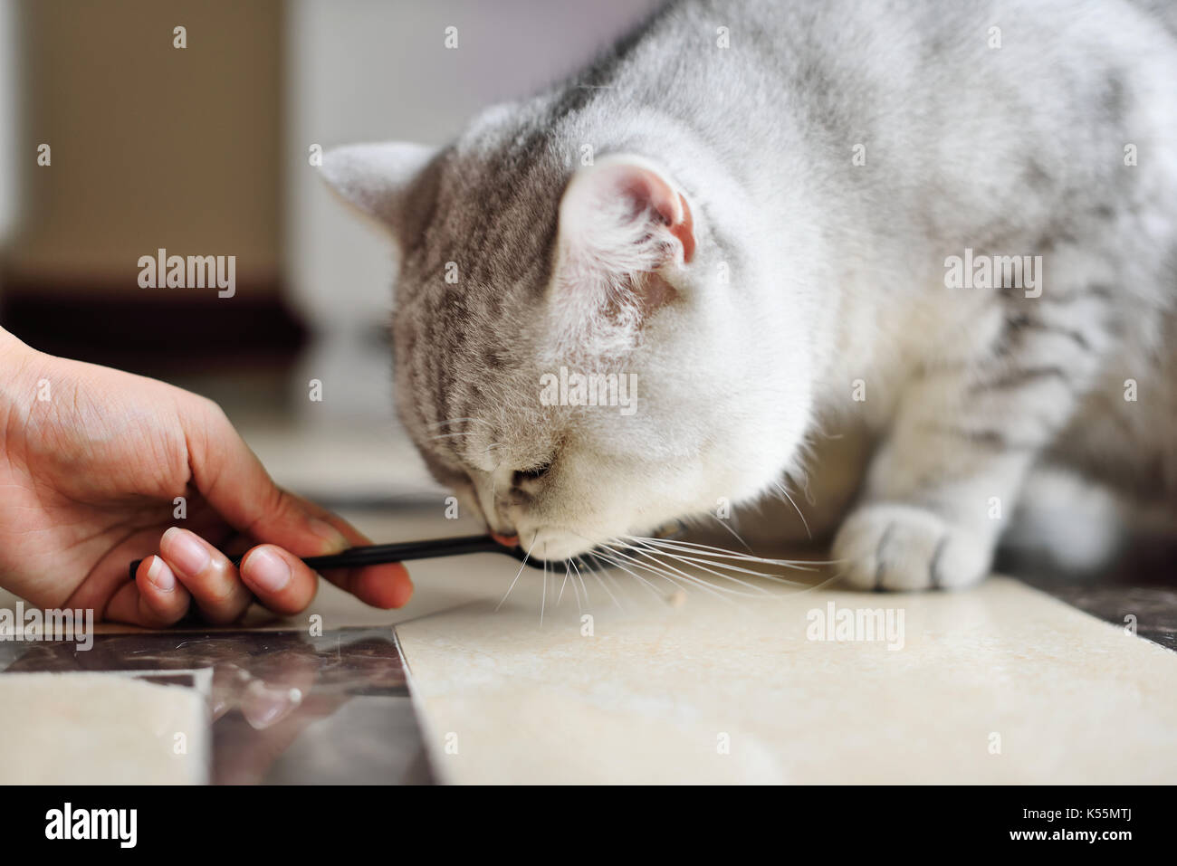 Feed a cat Stock Photo - Alamy
