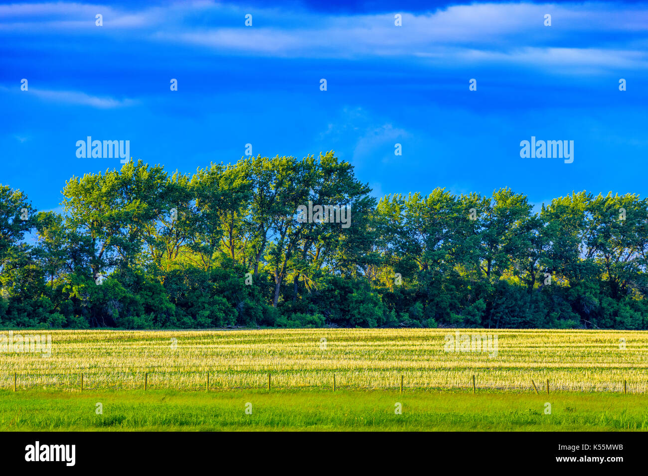Agriculture in Alberta, Canada Stock Photo - Alamy