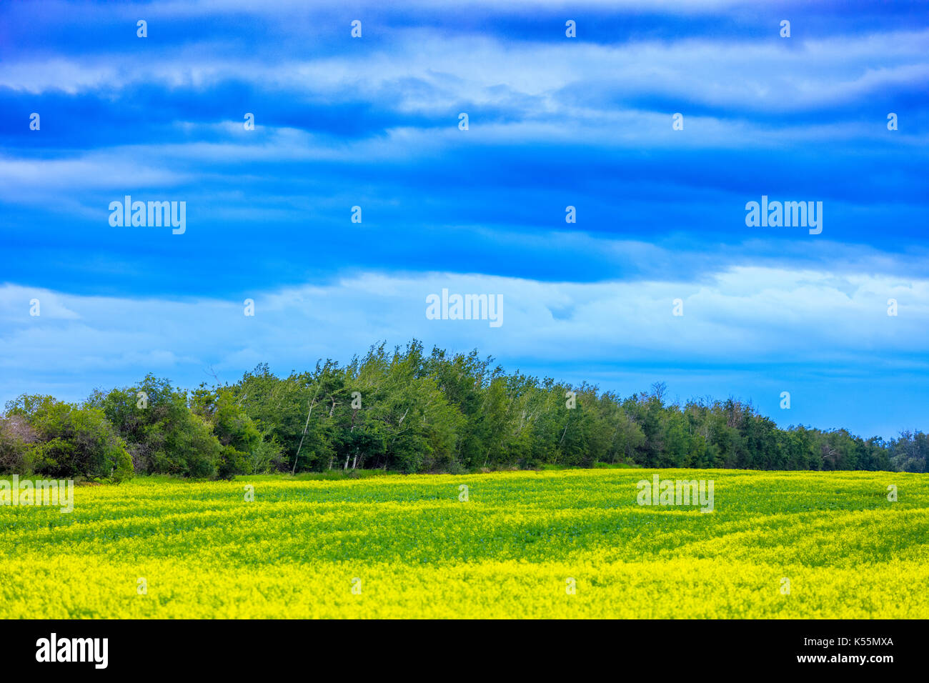 Agriculture in Alberta, Canada Stock Photo - Alamy