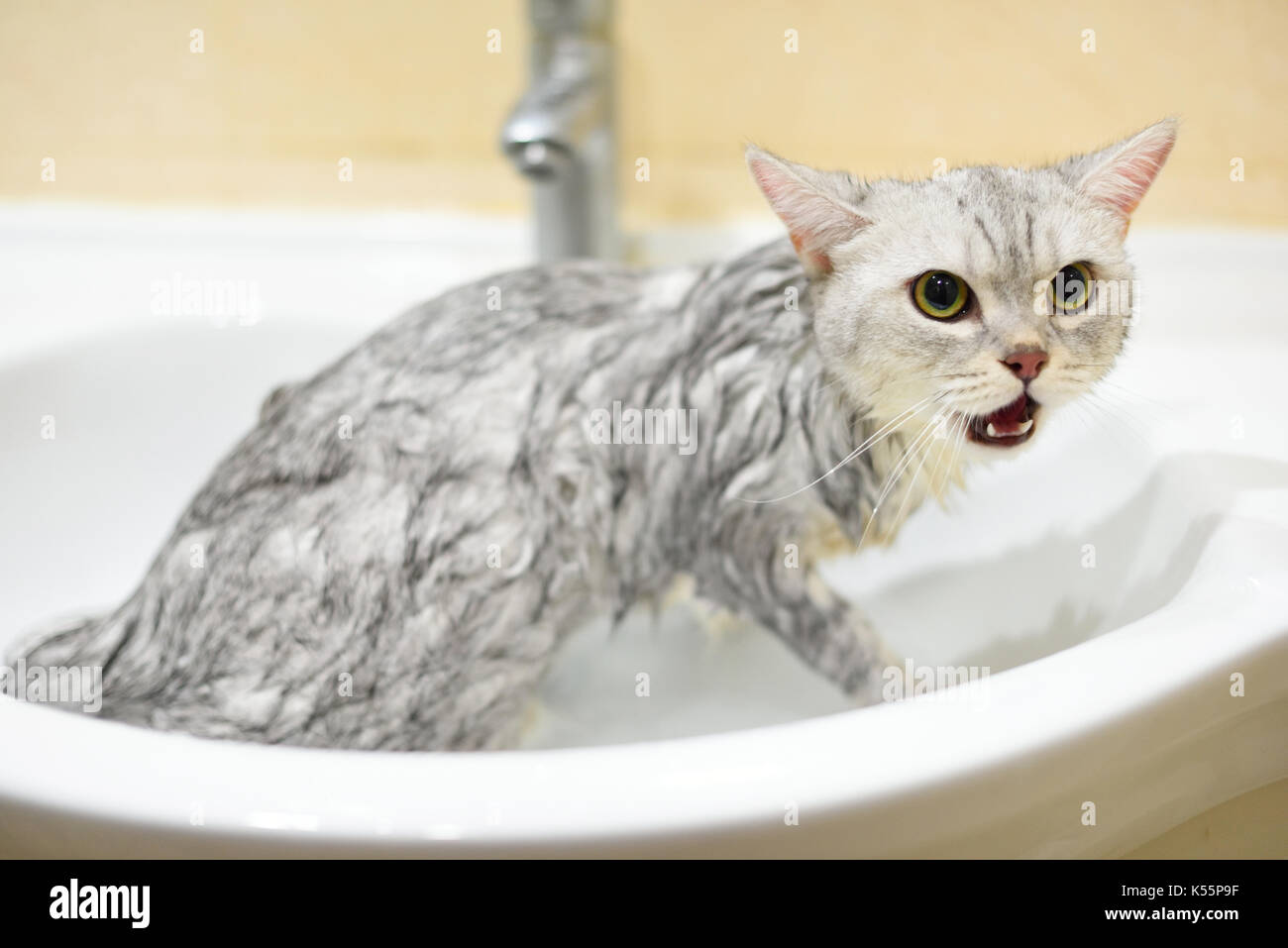 Cat taking a bath Stock Photo - Alamy