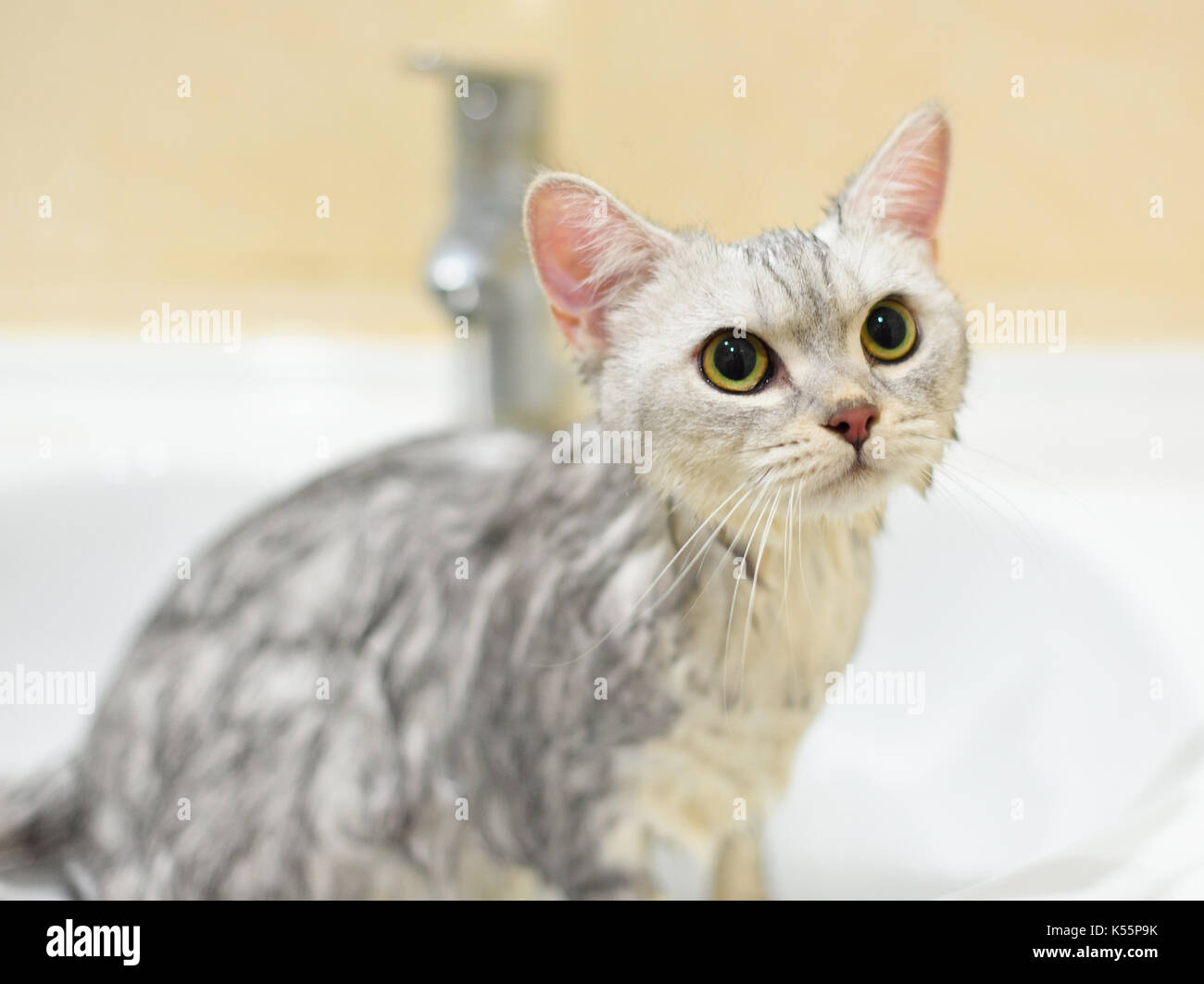 Cat taking a bath Stock Photo - Alamy