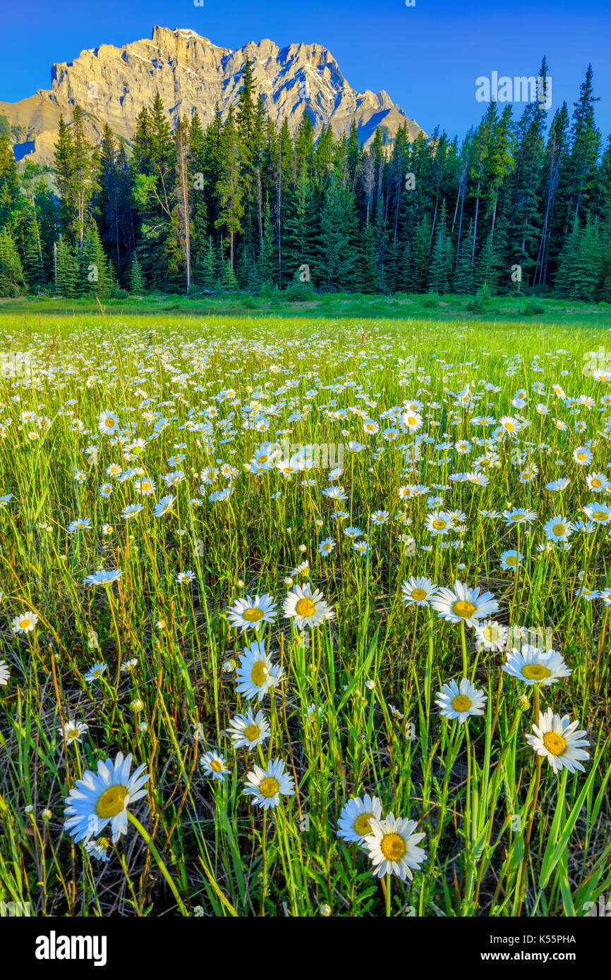 Wild flowers in the Rocky Mountains Stock Photo - Alamy