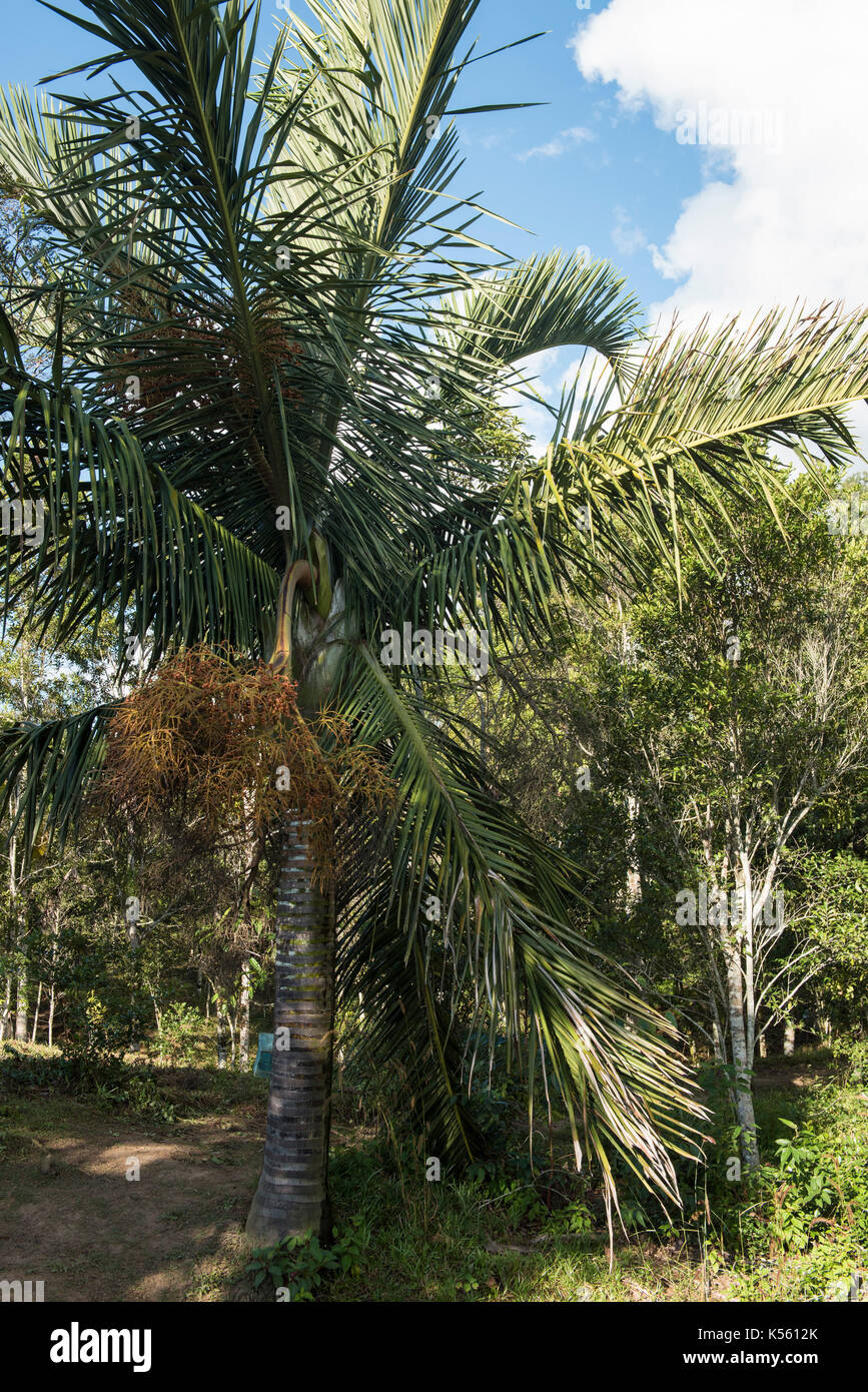Dypsis robusta. This is the only individual of this palm species groing ...
