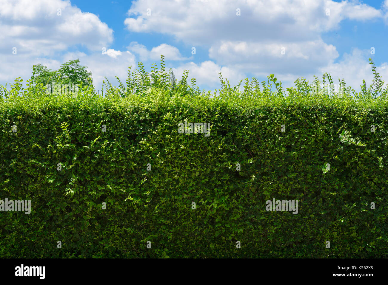 Bush background with sky and cloud Stock Photo - Alamy