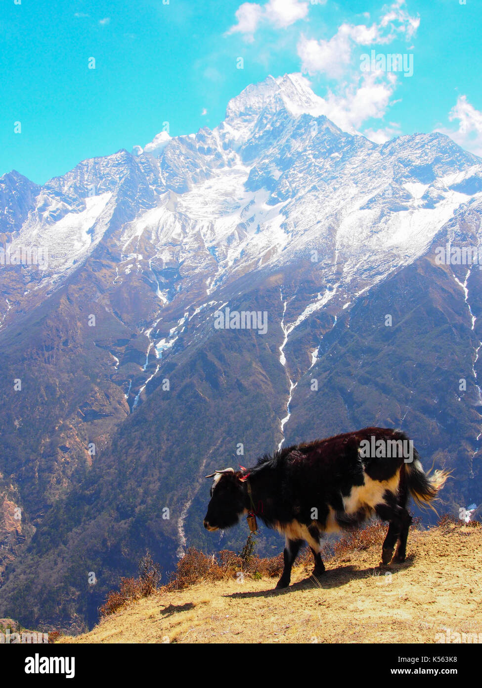 Dzos hi-res stock photography and images - Alamy