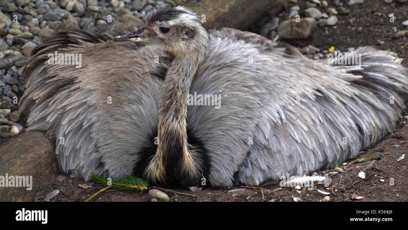 Grey feathers of a greater rhea, Nandu, Rhea americana, flightless bird ...