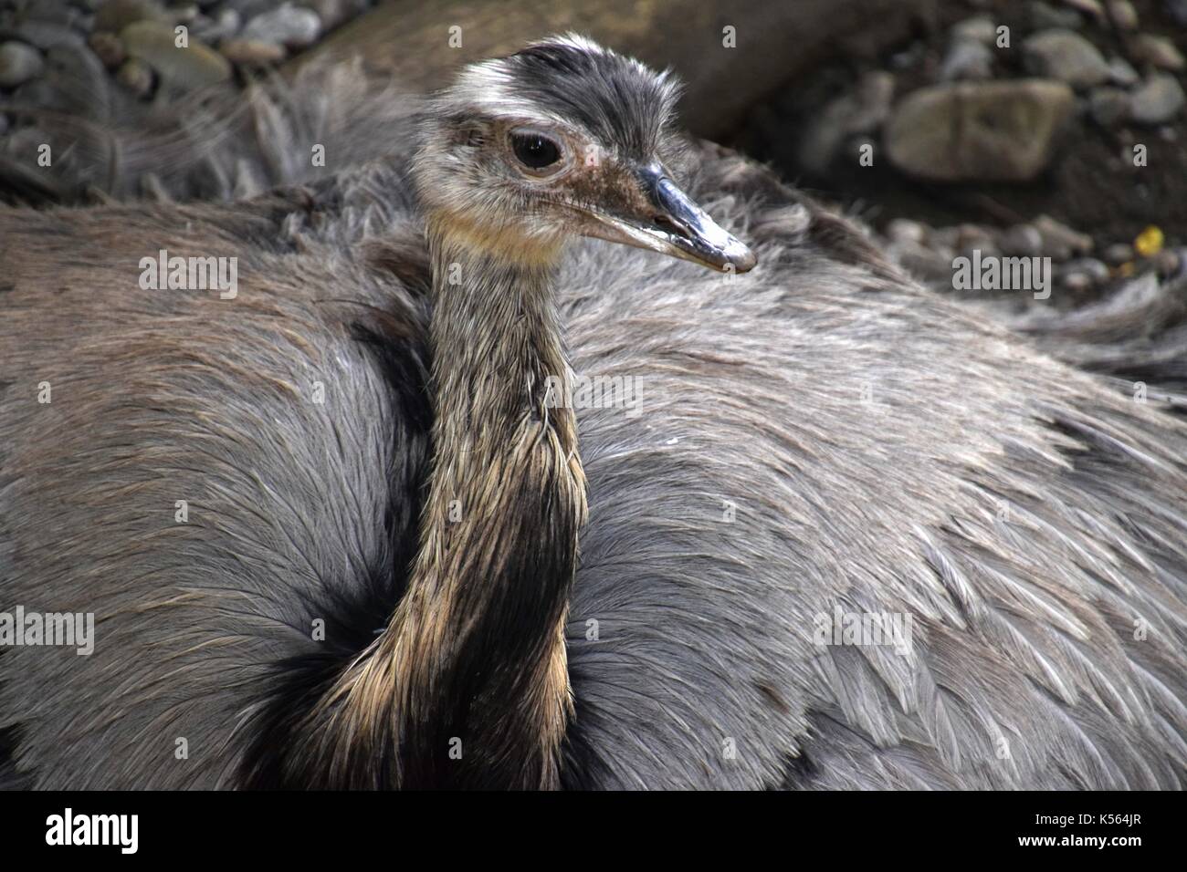 Grey feathers of a greater rhea, Nandu, Rhea americana, flightless bird ...