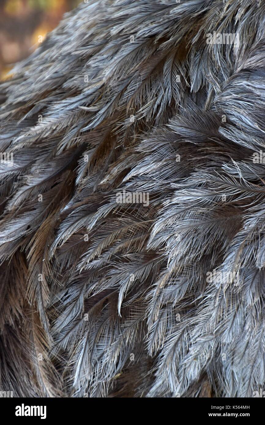 Grey feathers of a greater rhea, Nandu, Rhea americana, flightless bird ...