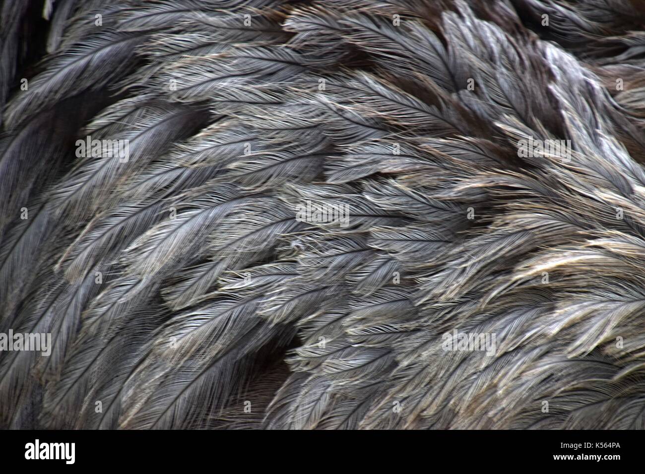Grey feathers of a greater rhea, Nandu, Rhea americana, flightless bird ...