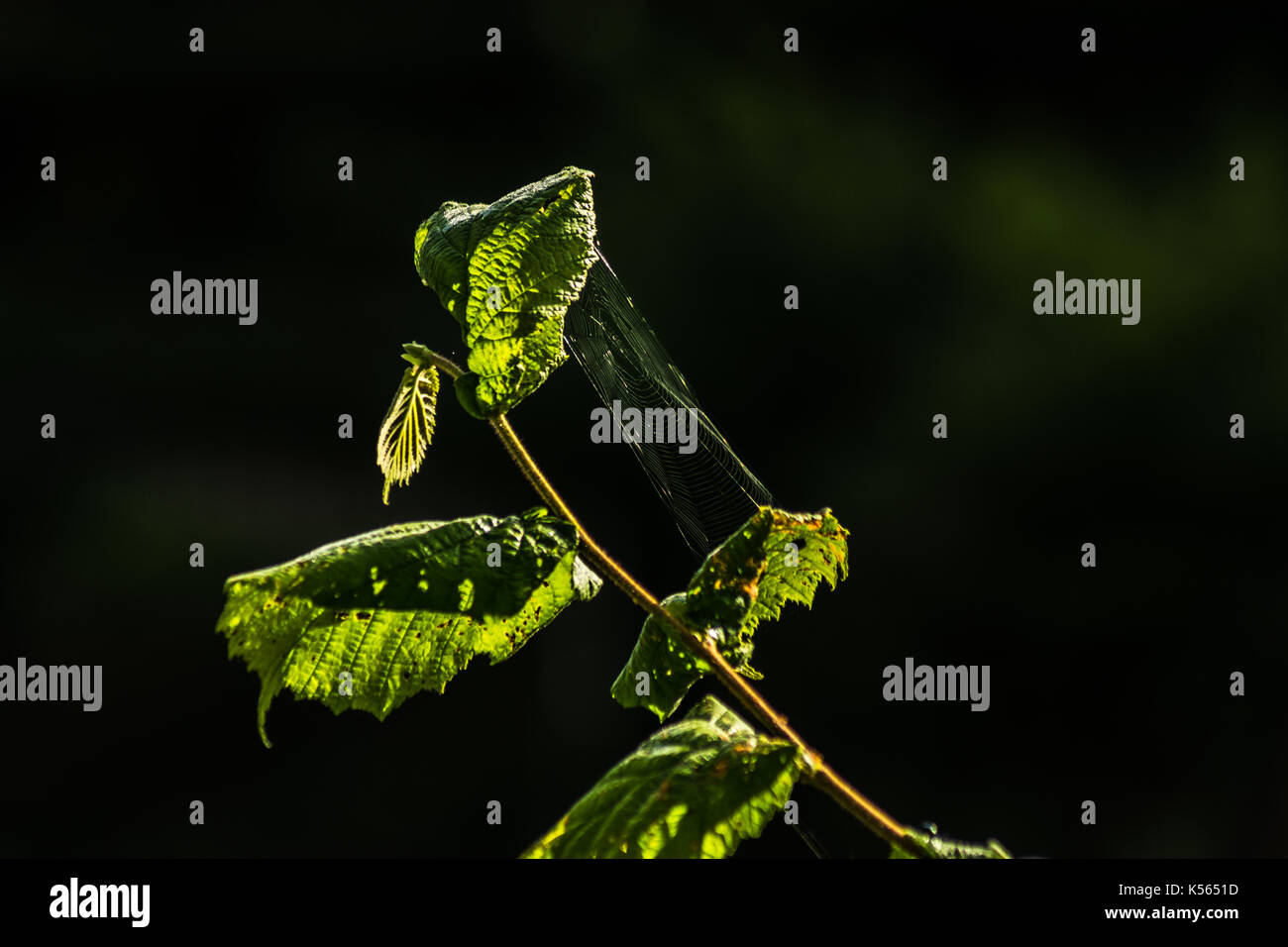 Spider web between leaves hi-res stock photography and images - Alamy