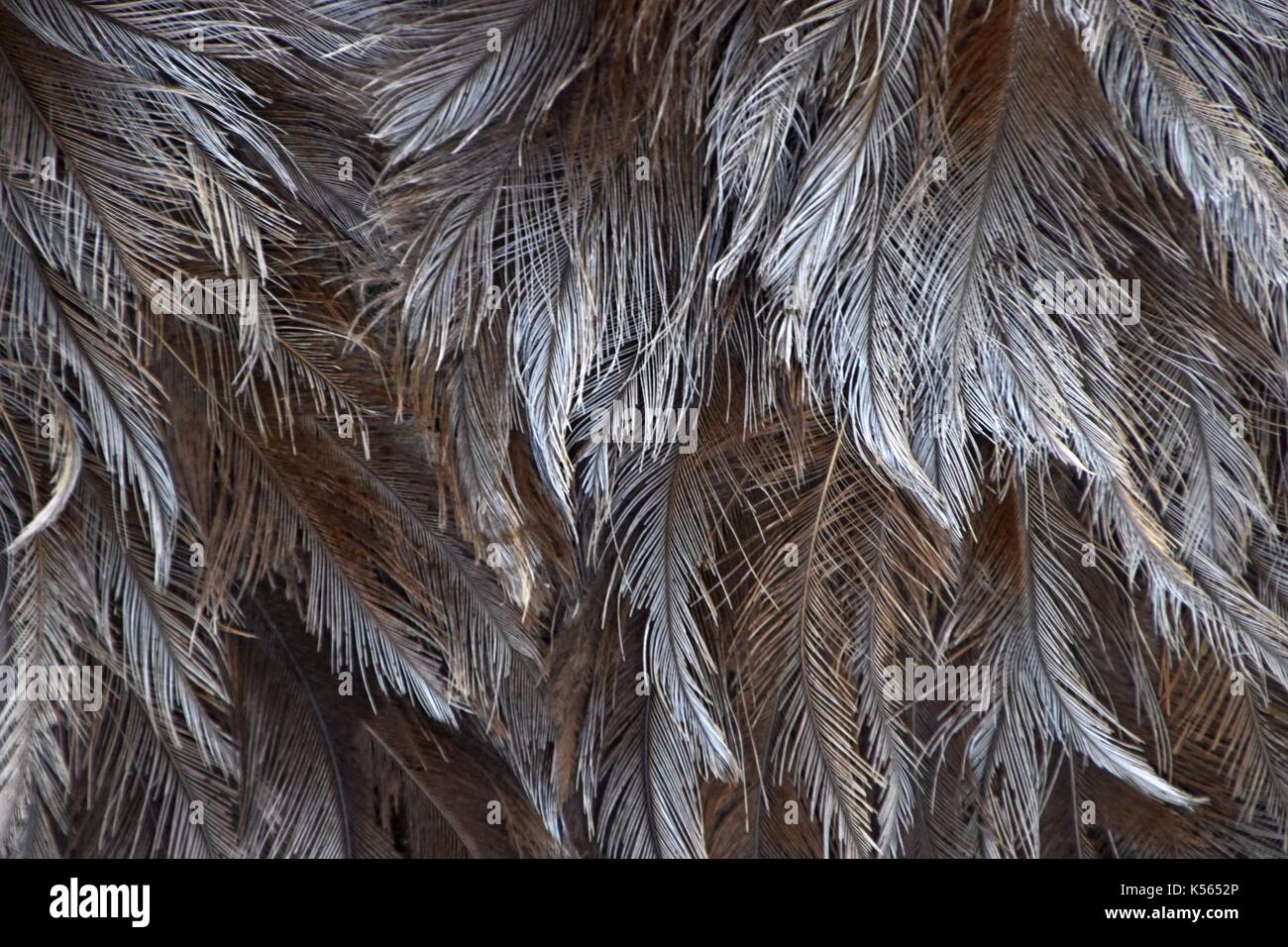 Grey feathers of a greater rhea, Nandu, Rhea americana, flightless bird ...