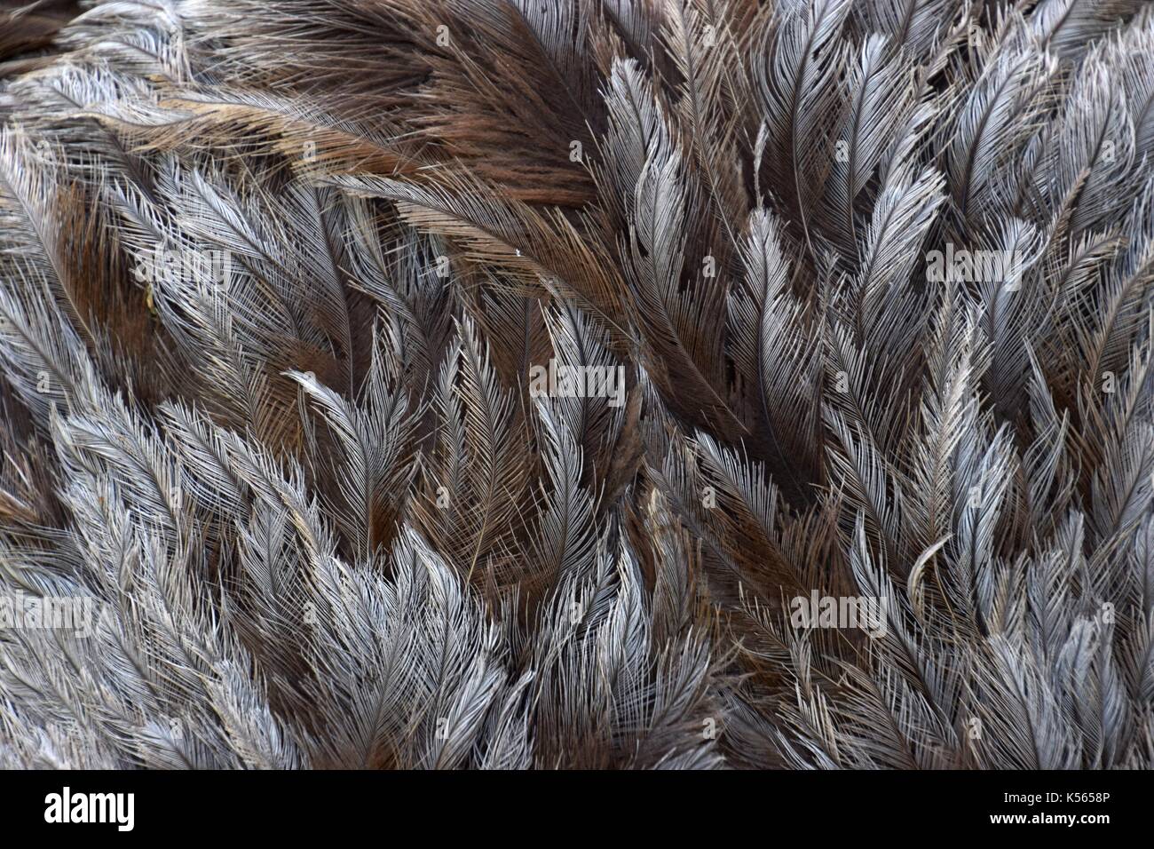 Grey feathers of a greater rhea, Nandu, Rhea americana, flightless bird ...