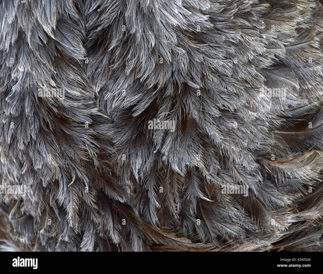 Grey feathers of a greater rhea, Nandu, Rhea americana, flightless bird ...