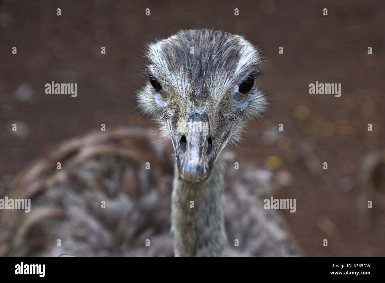 Grey feathers of a greater rhea, Nandu, Rhea americana, flightless bird ...