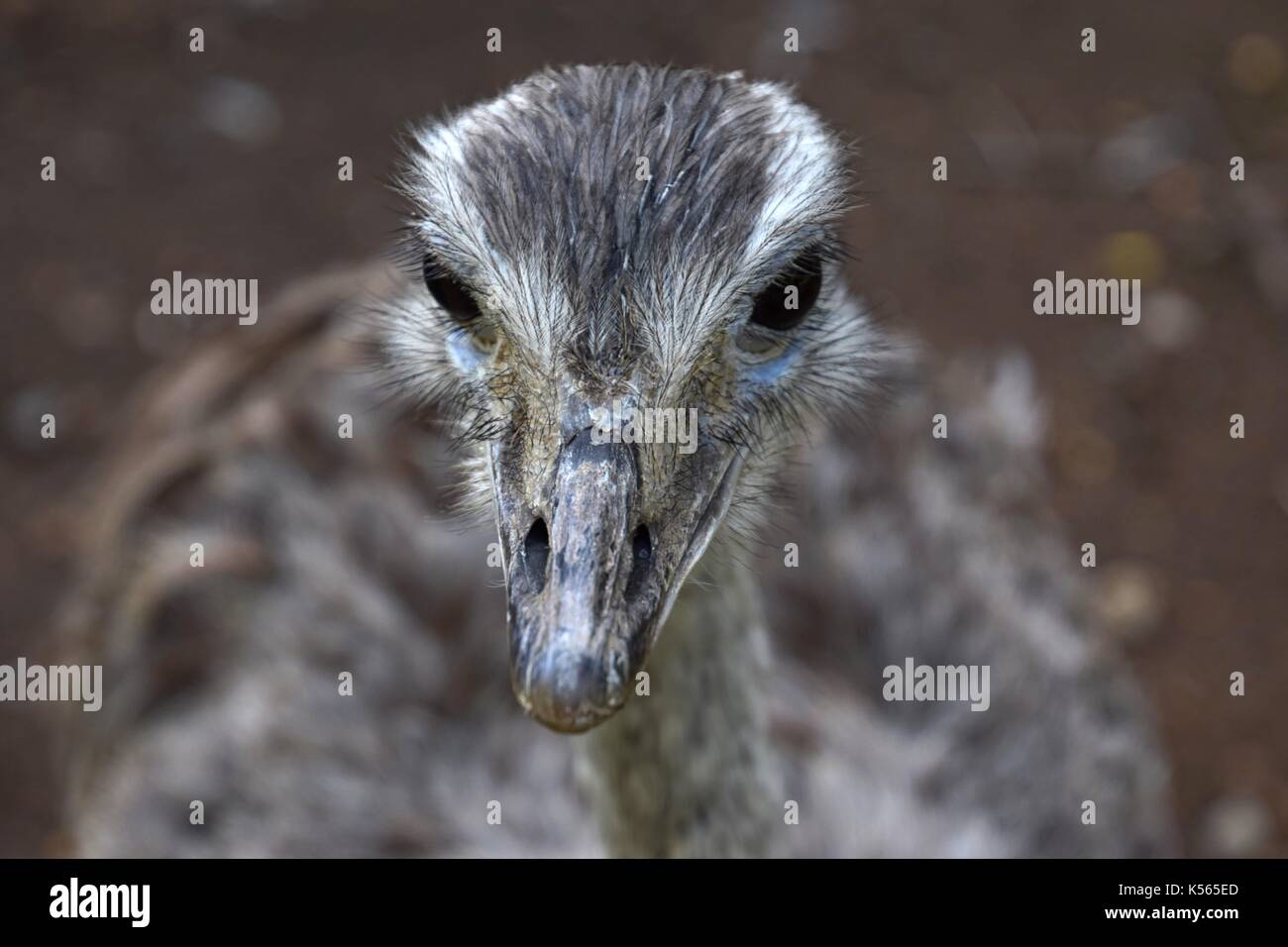 Grey feathers of a greater rhea, Nandu, Rhea americana, flightless bird ...