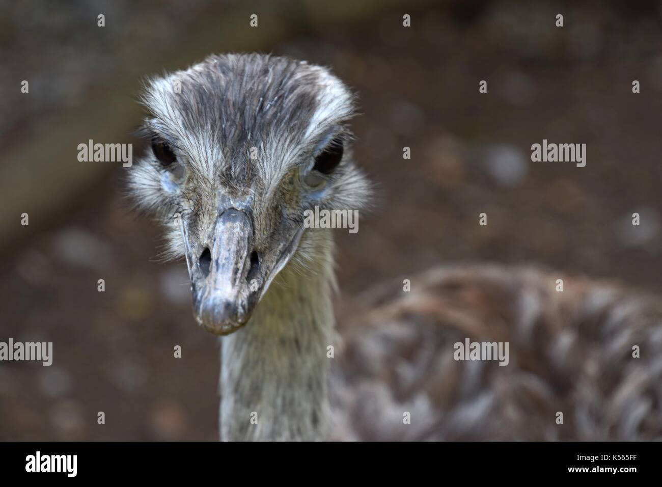 Grey feathers of a greater rhea, Nandu, Rhea americana, flightless bird ...