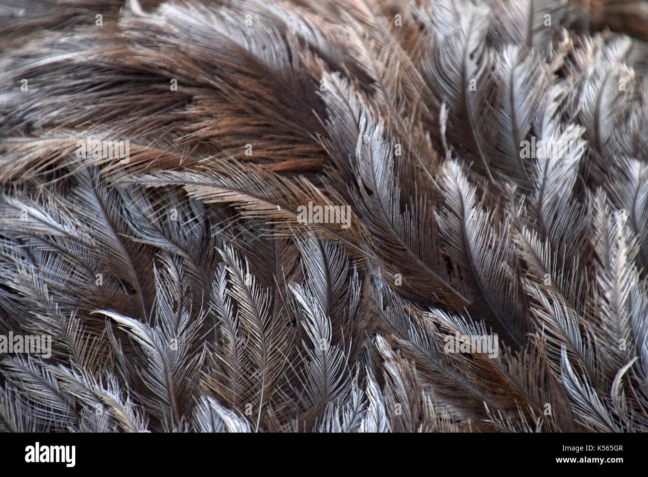 Grey feathers of a greater rhea, Nandu, Rhea americana, flightless bird ...