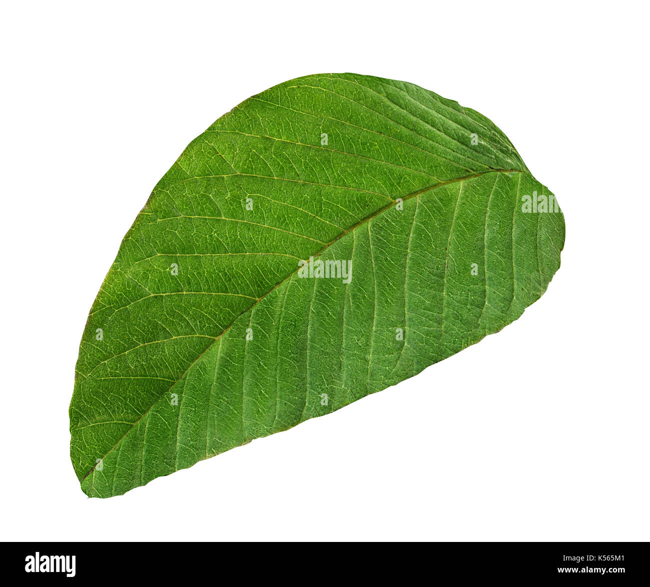 guava leaf isolated on white background Stock Photo - Alamy