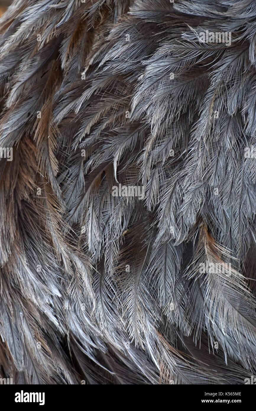 Grey feathers of a greater rhea, Nandu, Rhea americana, flightless bird ...
