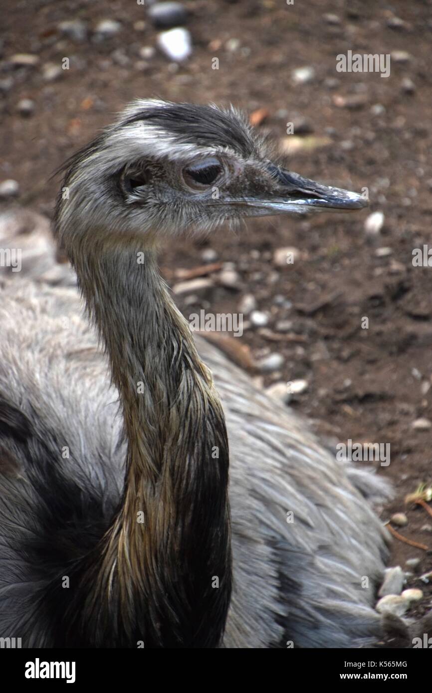 Grey feathers of a greater rhea, Nandu, Rhea americana, flightless bird ...