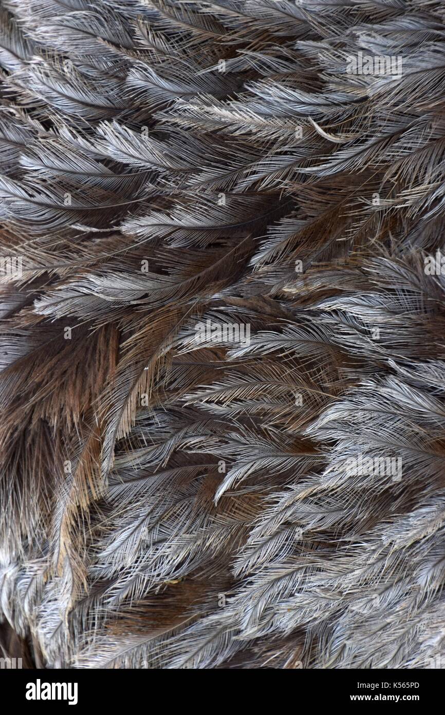 Grey feathers of a greater rhea, Nandu, Rhea americana, flightless bird ...