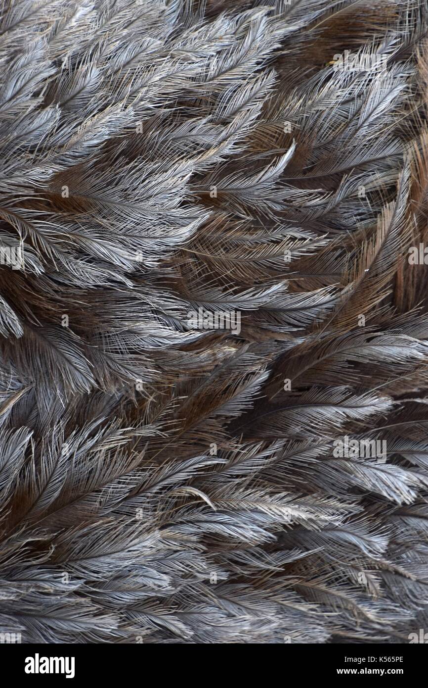 Grey feathers of a greater rhea, Nandu, Rhea americana, flightless bird ...