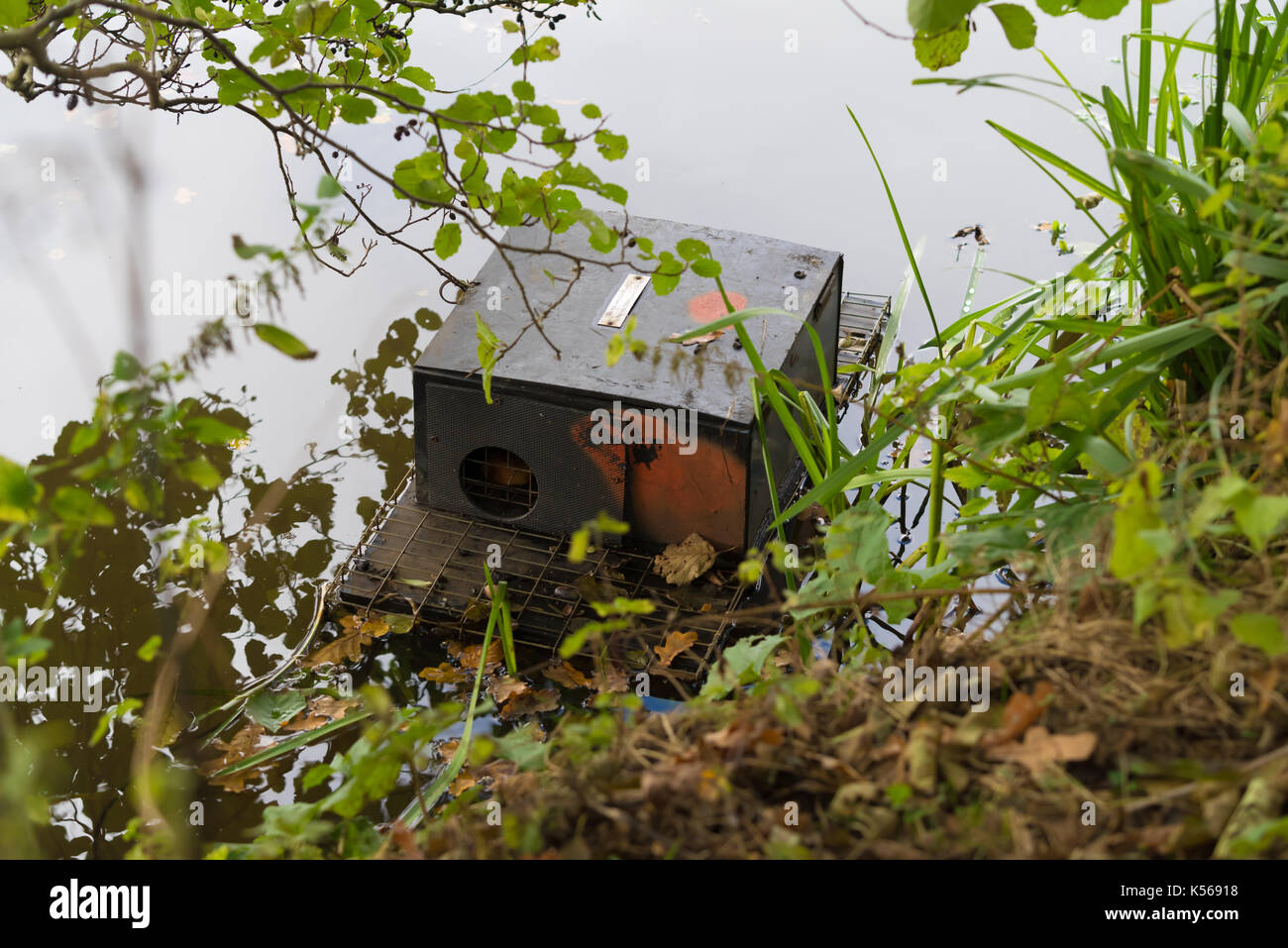 floating water rat trap in a small river Stock Photo - Alamy