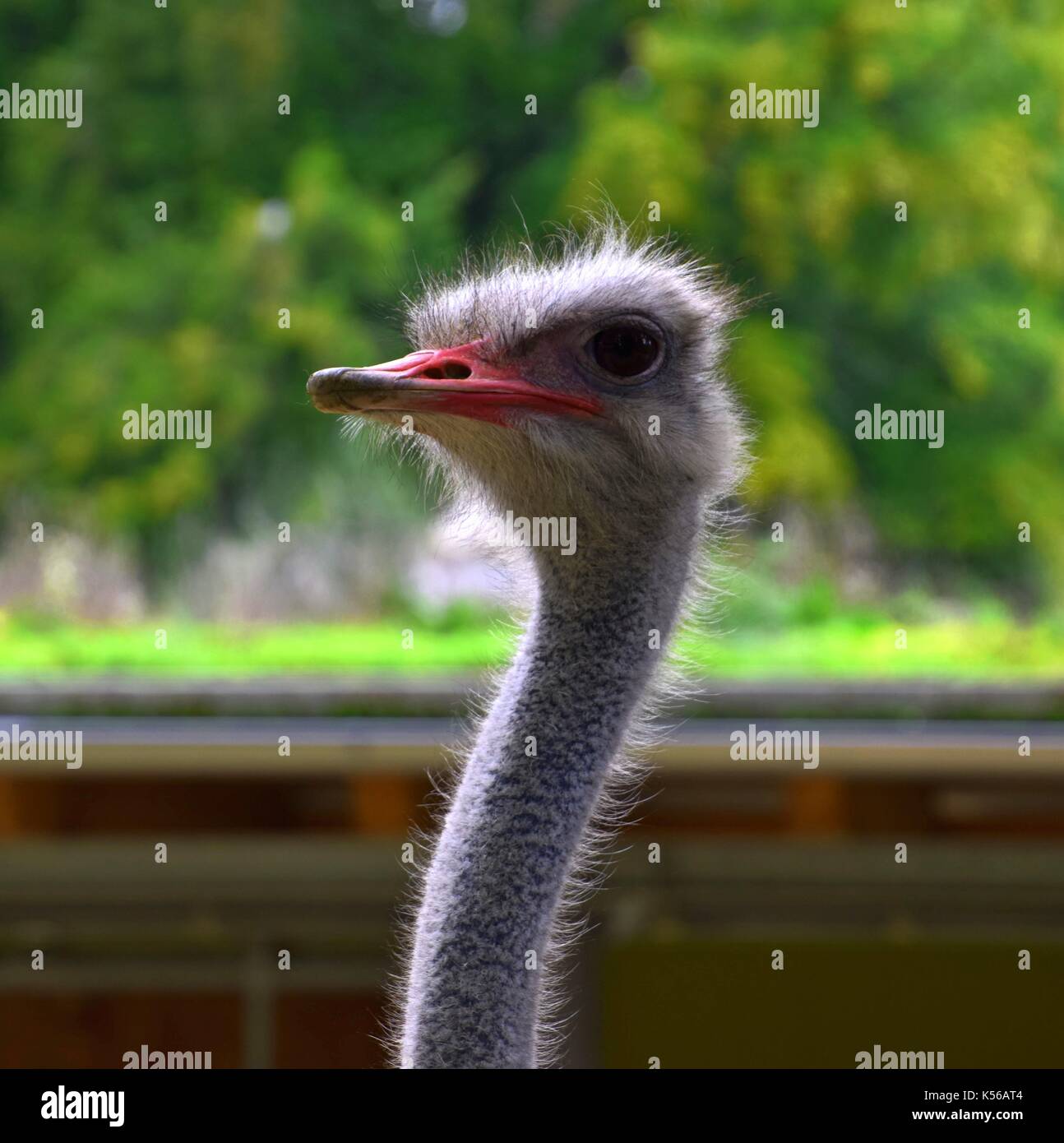 close up of a struthio camelus male, ostrich or common ostrich Stock ...