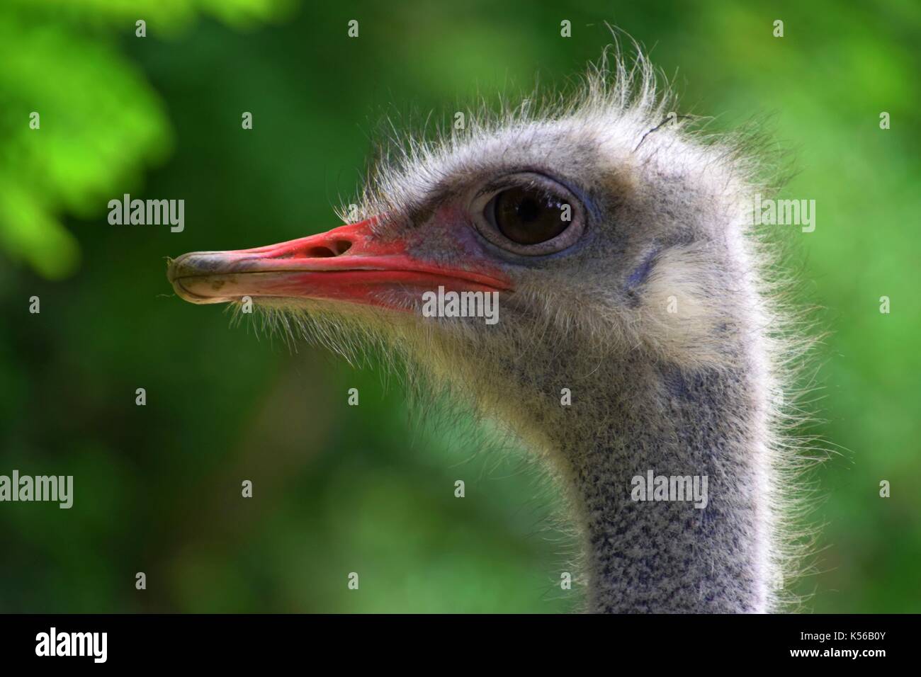 side view portrait of a common ostrich, close up of a struthio camelus ...