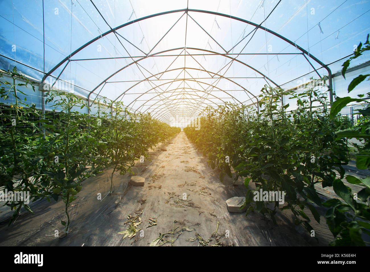 Rows of tomato plants growing inside big industrial greenhouse ...