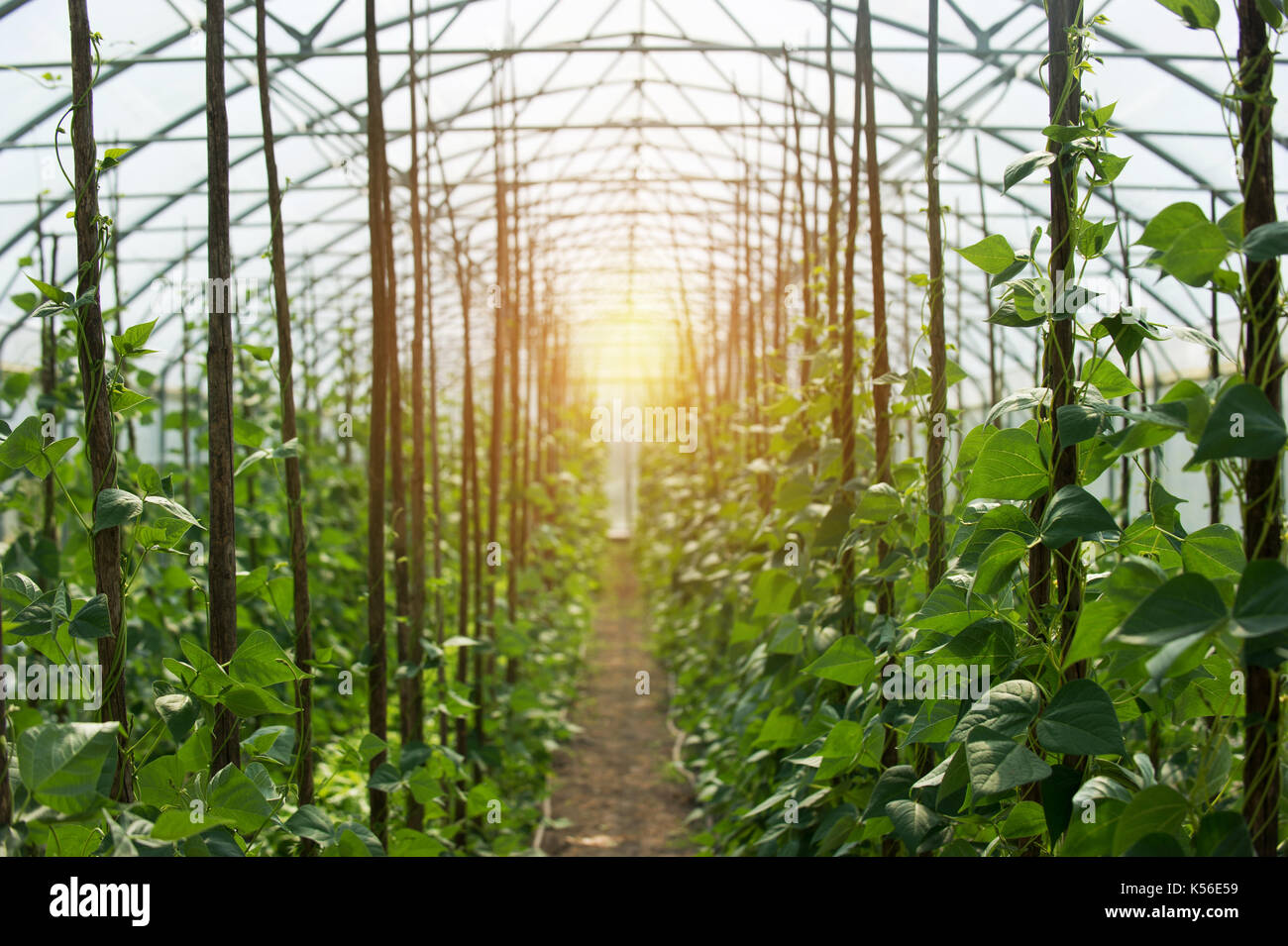 Rows of bean palnts growing inside big industrial greenhouse ...