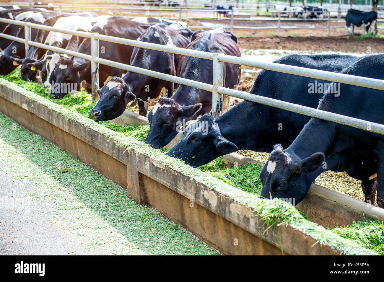 Cows in a farm. Dairy cows in a farm Stock Photo - Alamy