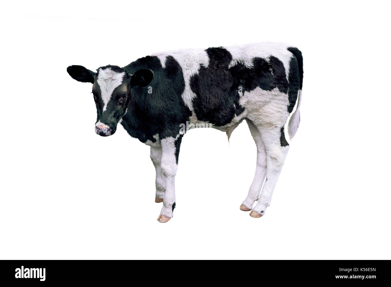 Cow, calf on white background Stock Photo - Alamy