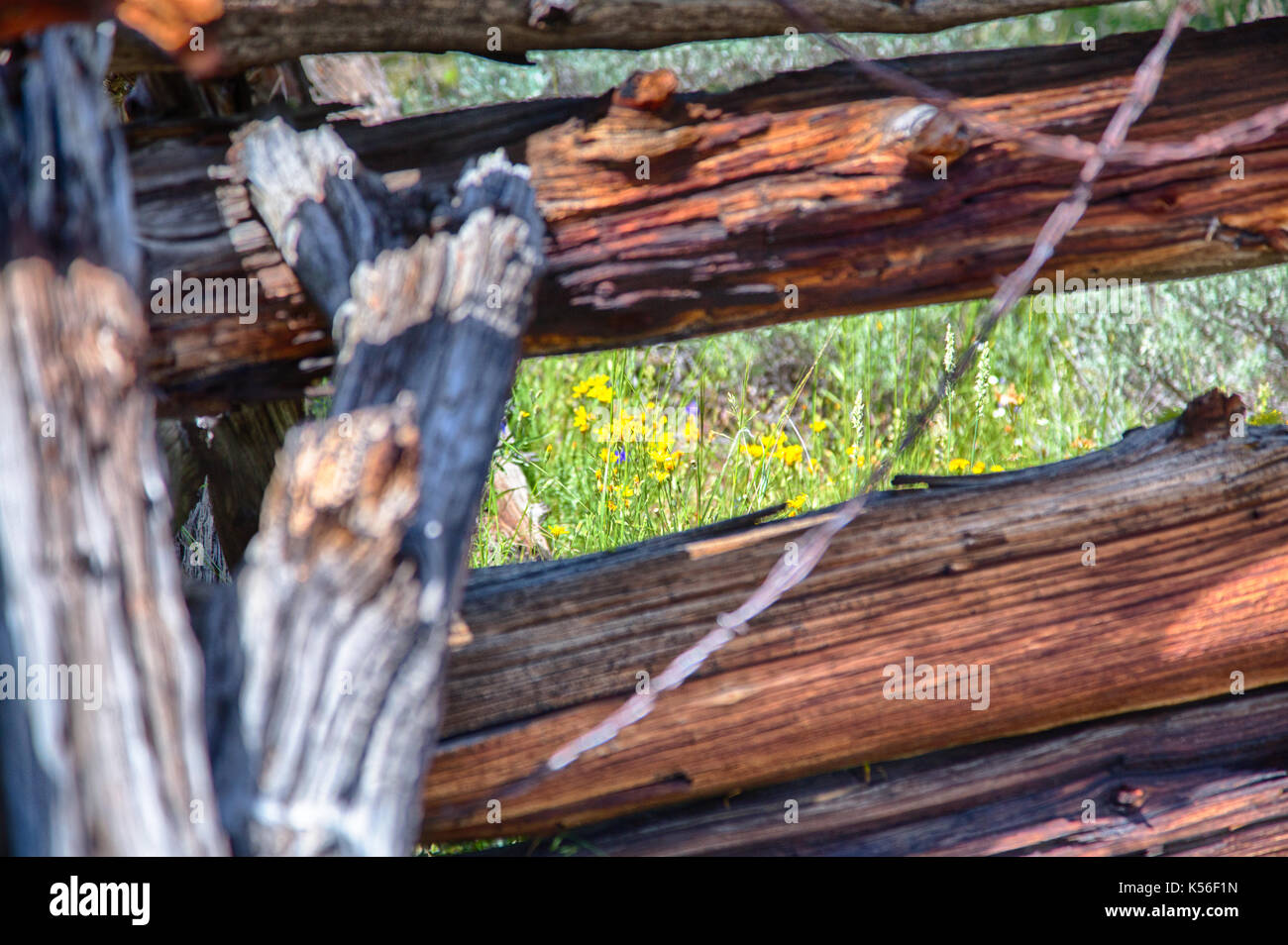 An old rustic corral fence used to gather Mustangs in the Pryor ...