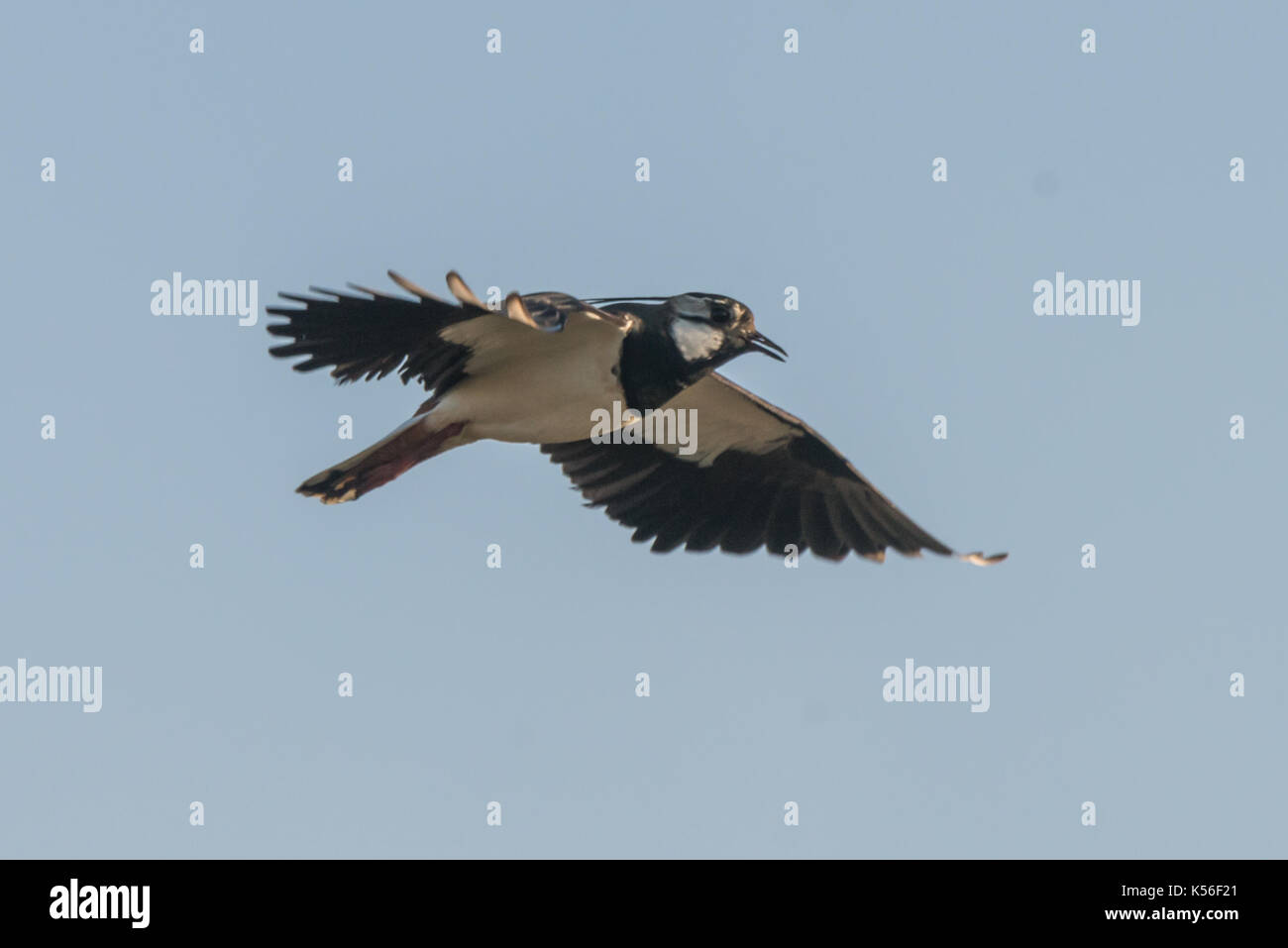 Northern lapwing flying in the sky Stock Photo - Alamy