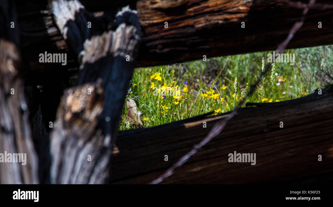 An old rustic corral fence used to gather Mustangs in the Pryor ...