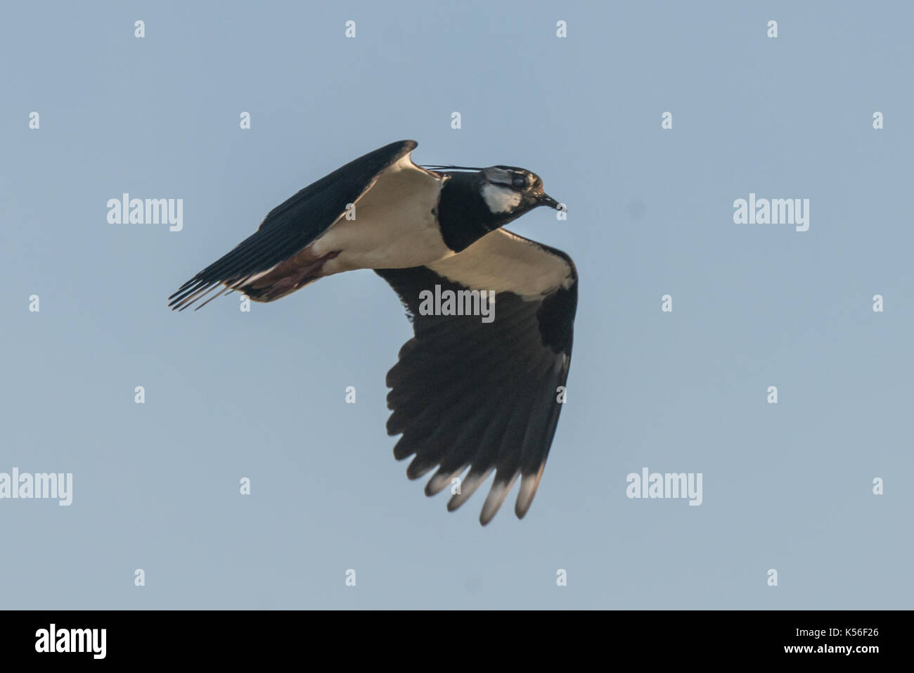 Lapwing Flying High Resolution Stock Photography and Images - Alamy