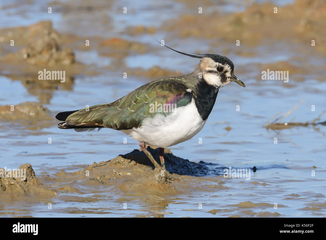 northern lapwing sitting in a wet area Stock Photo - Alamy