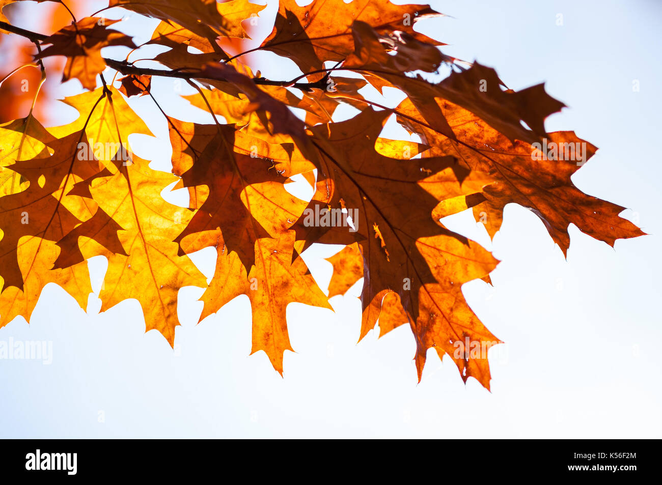 Tree leaves in Autumn colours, United Kingdom Stock Photo - Alamy