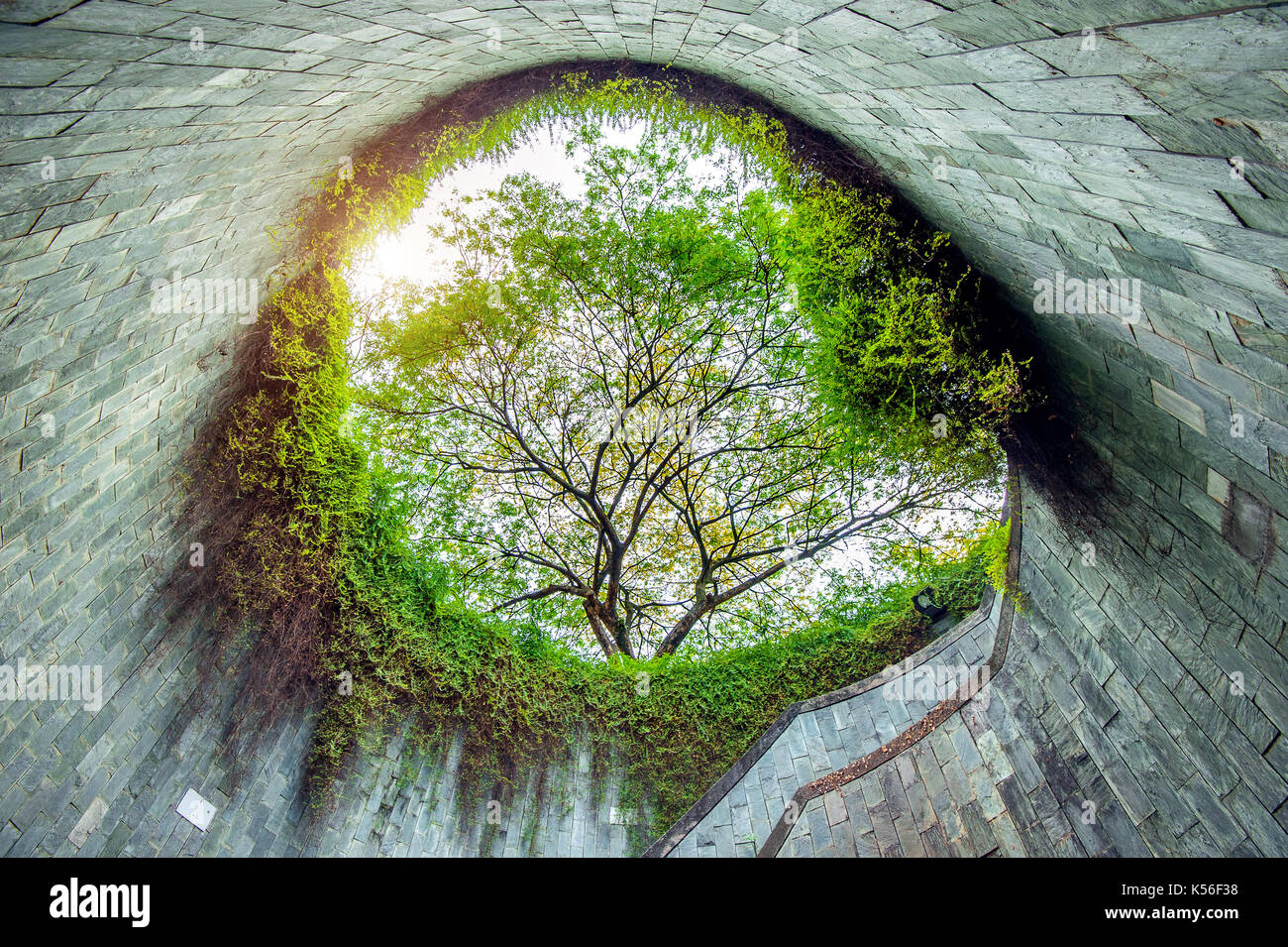 Singapore staircase tree hi-res stock photography and images - Alamy