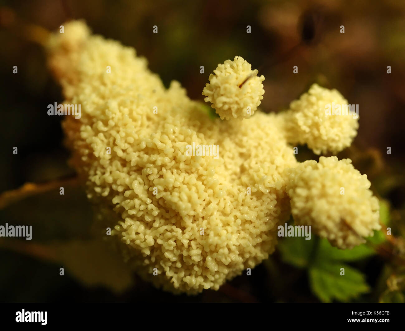 Slime mold Fuligo septica (dog vomit fungus) in a forest in Western WA ...
