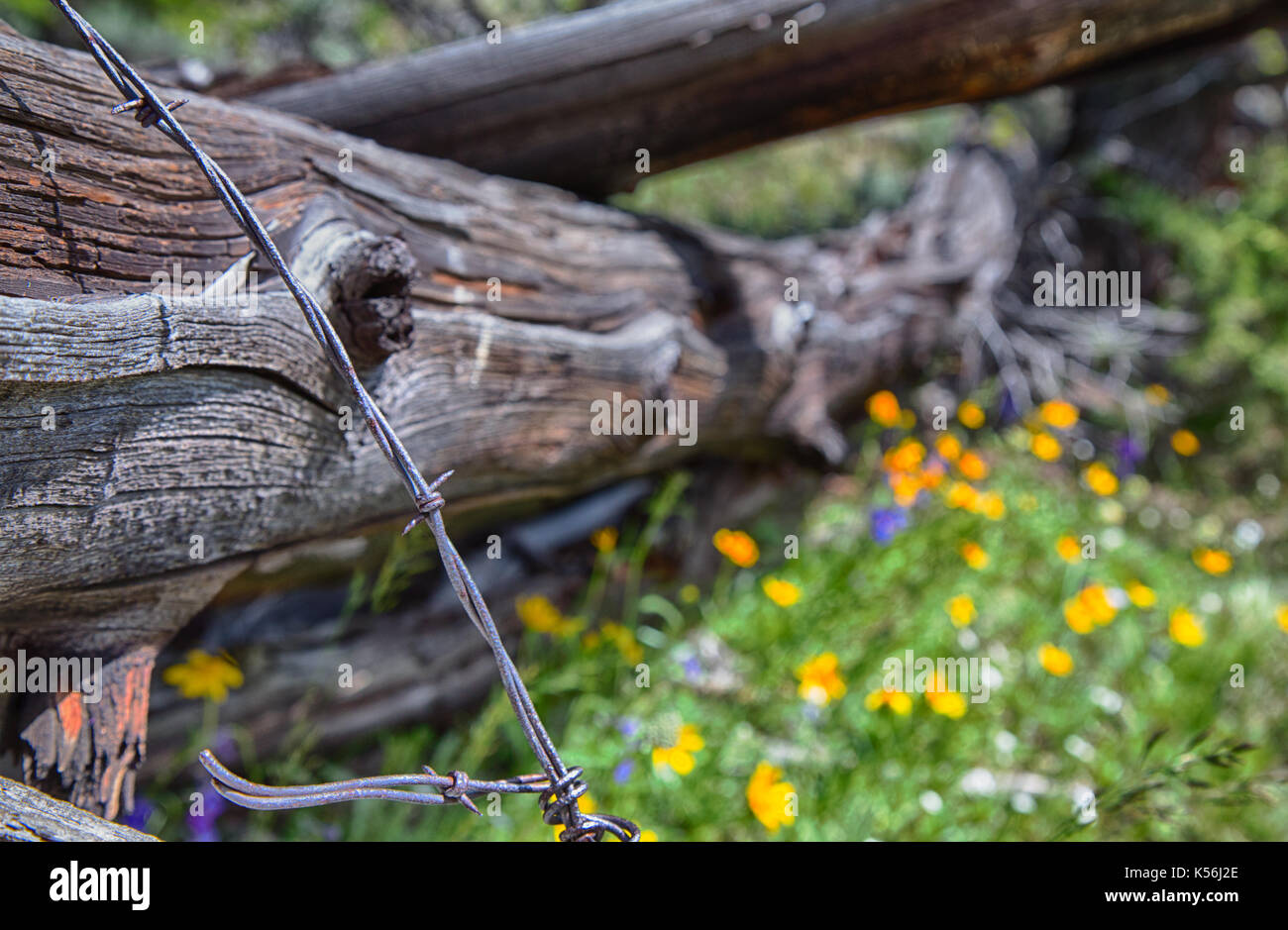 An old rustic corral fence used to gather Mustangs in the Pryor ...