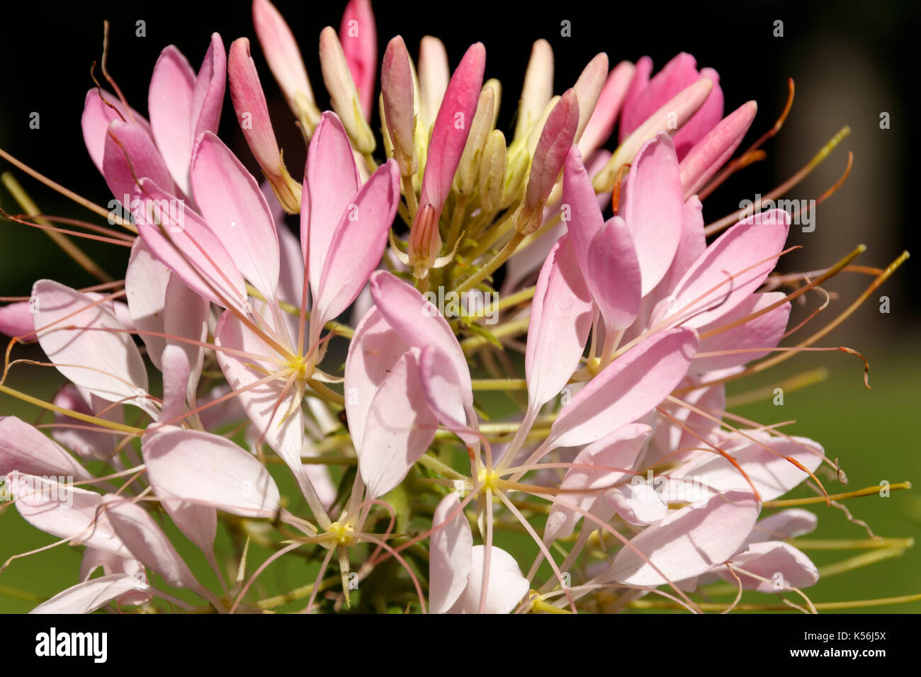 Inflorescence of pink flowers in daylight Stock Photo - Alamy