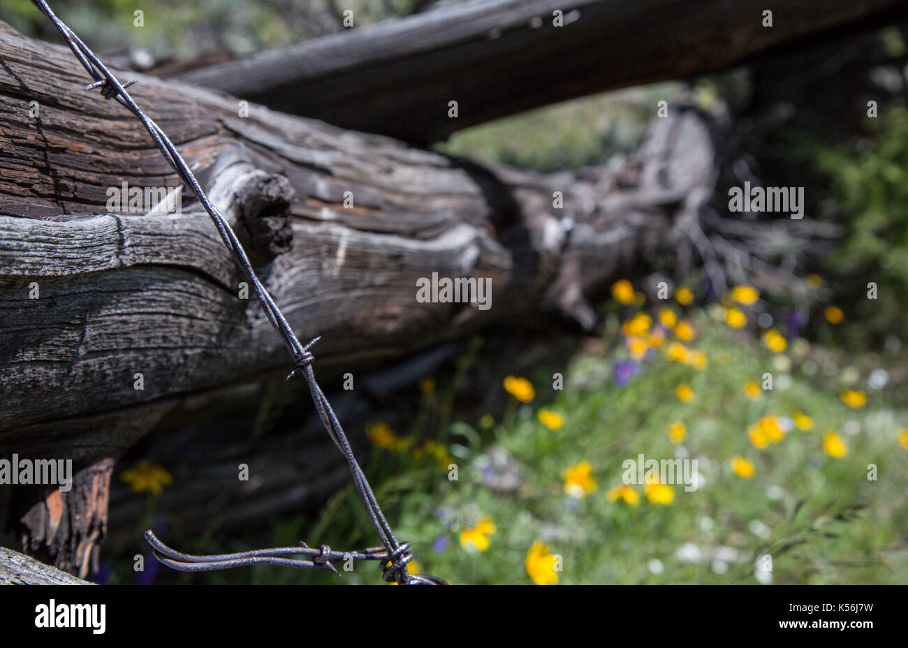 An old rustic corral fence used to gather Mustangs in the Pryor ...