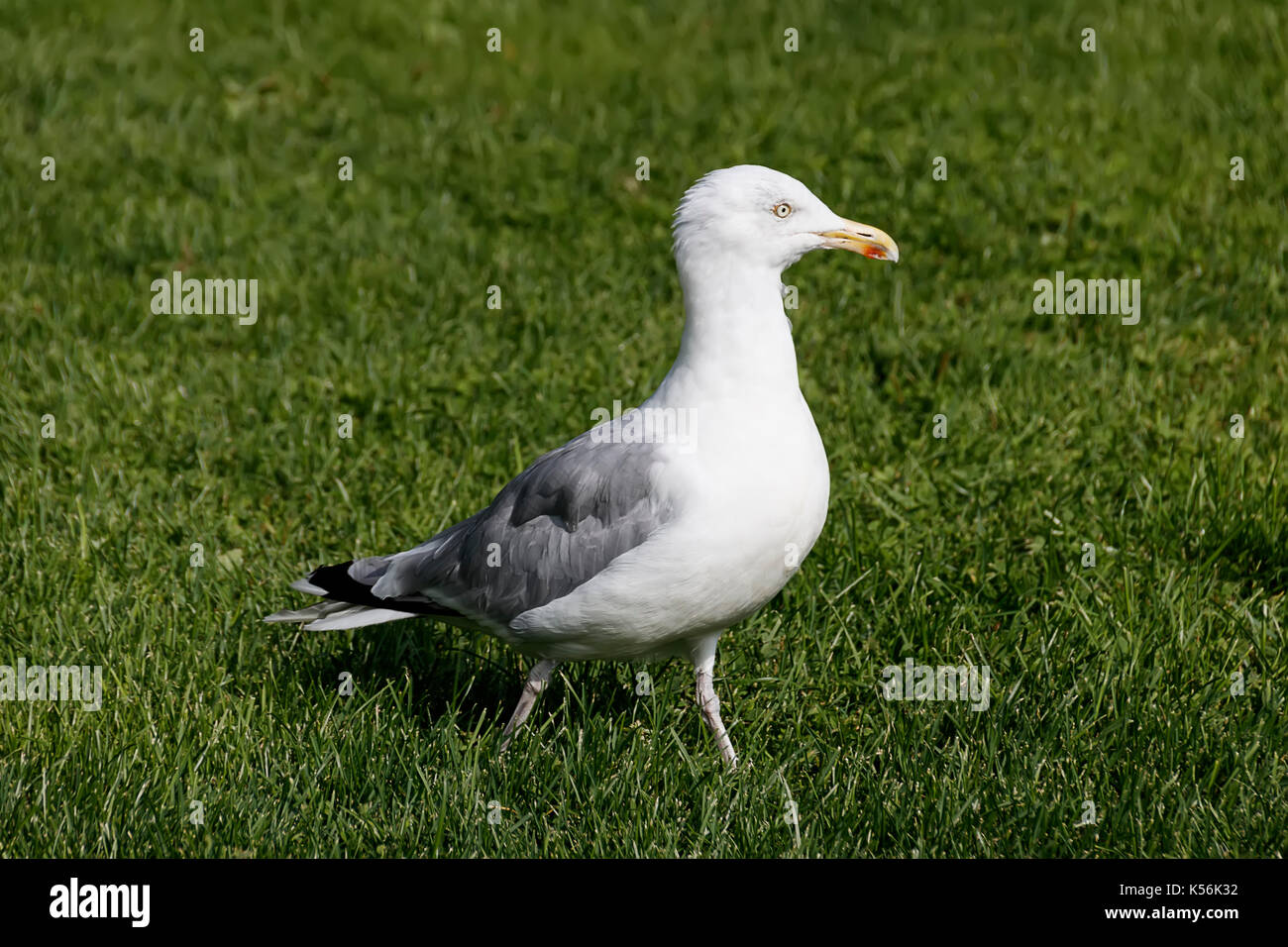 Side view of seagull on grass hi-res stock photography and images - Alamy