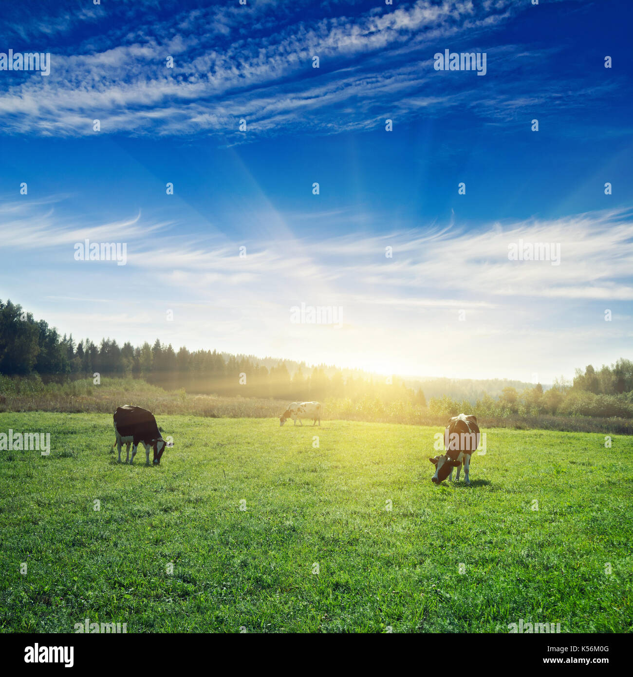 Pasture sunrise nature background Stock Photo - Alamy