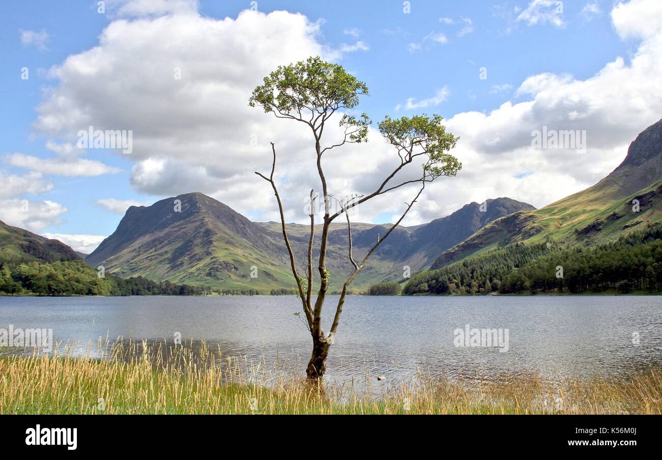 Buttermere lone tree hi-res stock photography and images - Alamy