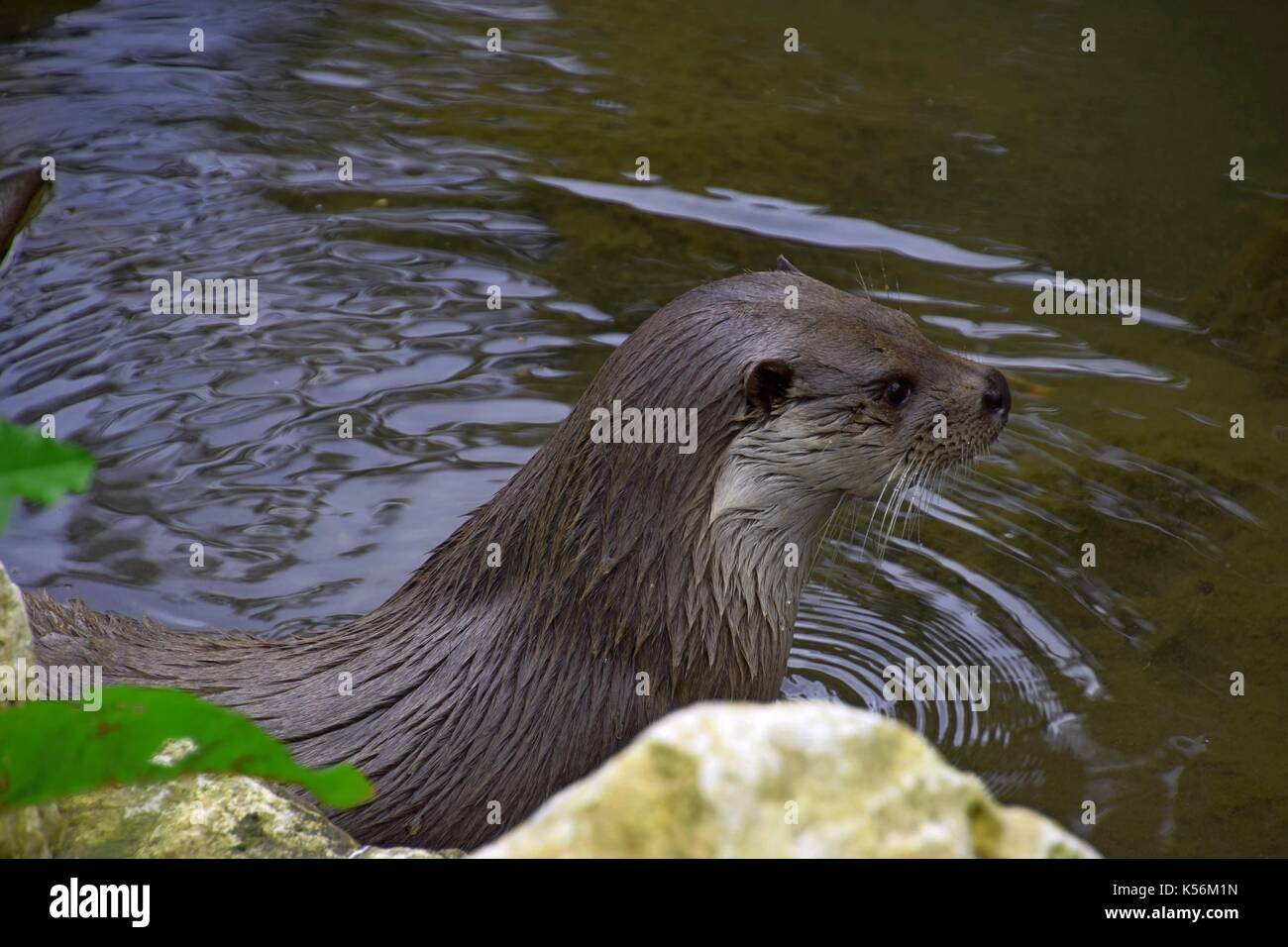 a cute Eurasian otter, Lutra Lutra, European, river, common or old ...